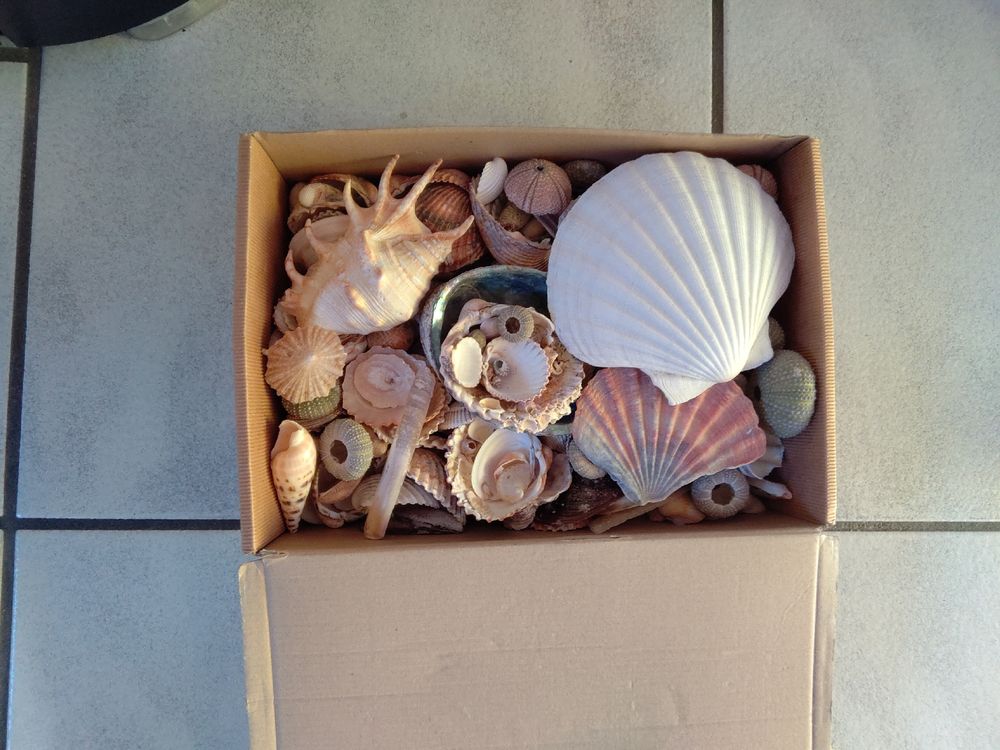 Muscheln zum Basteln | Kaufen auf Ricardo