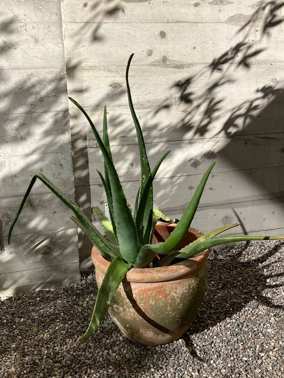 aloe . max gesamthöhe ca 90cm | Kaufen auf Ricardo