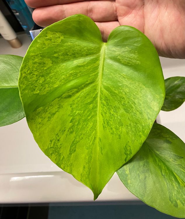 Monstera deliciosa variegata GoG (Neu (gemäss Beschreibung)) in Zürich ...