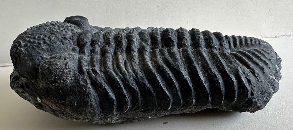 Mehrere Millione Jahre Alt Phacops Stein aus Käfer (Gebraucht) in Root ...