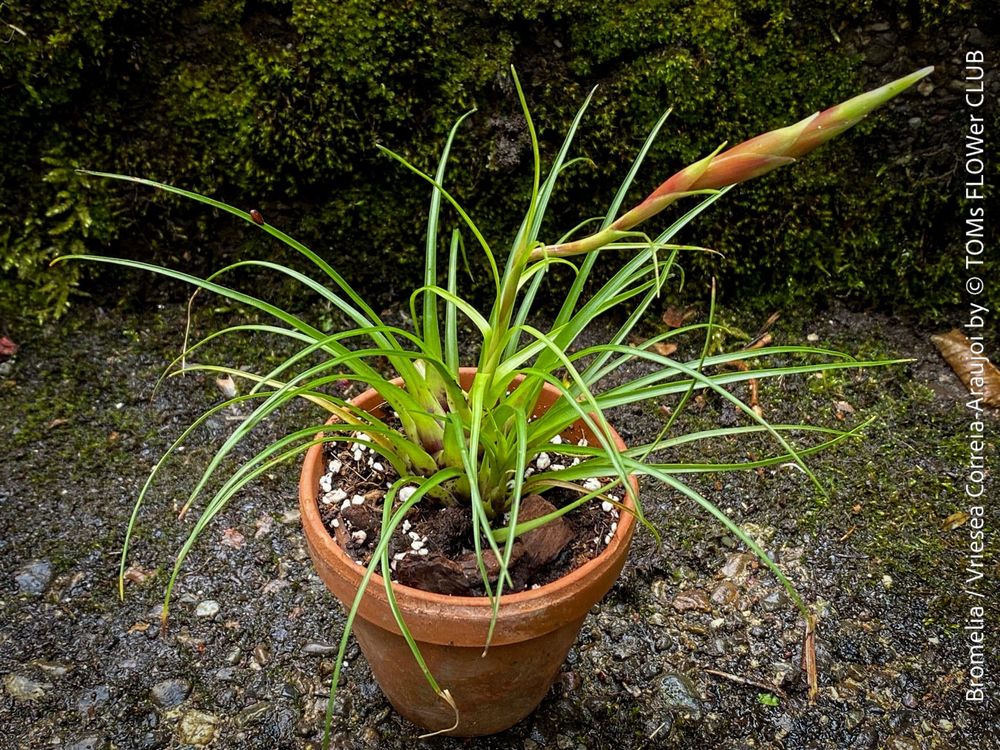 Vriesea Correia-Araujoi – zauberhafte Zwerg-Bromelie (Neu (gemäss ...