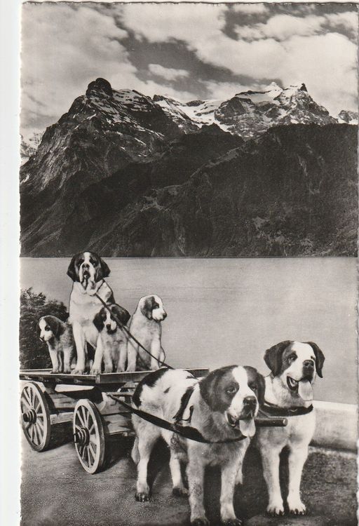 AK Berhardiner Hunde von Zwing Uri 1949 (Gebraucht) in Rupperswil für ...