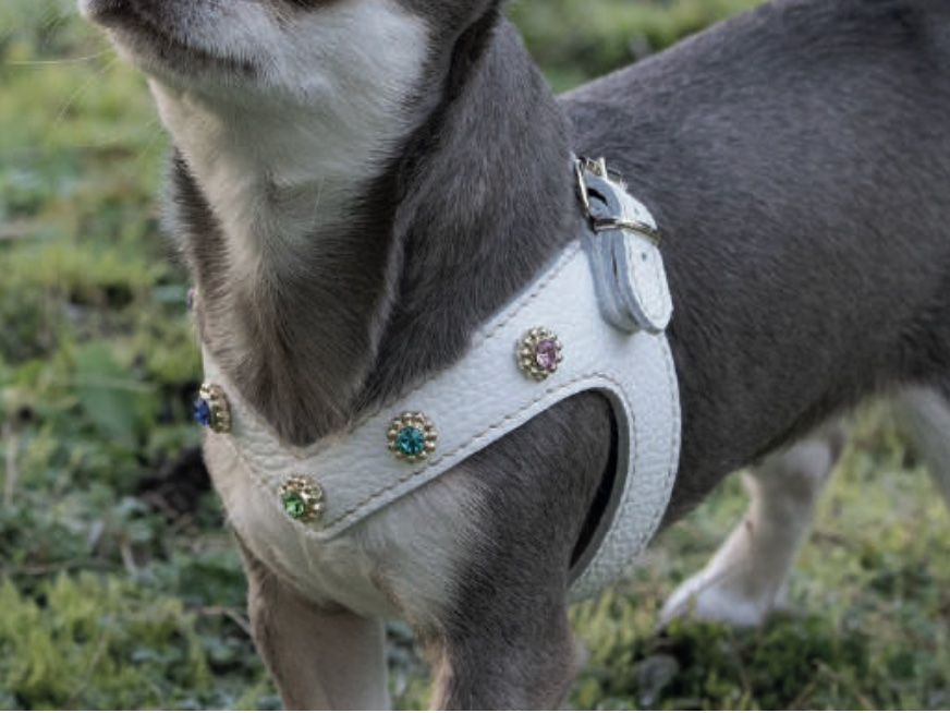 Hundegeschirr KITE in 2 untersch. Farben - rich.dog Handmade (Gebraucht) in Hombrechtikon für ...