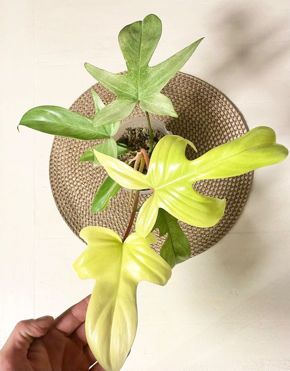 Philodendron Florida Ghost/Alba Beauty tricolor! Yellow/Mint (Gebraucht ...