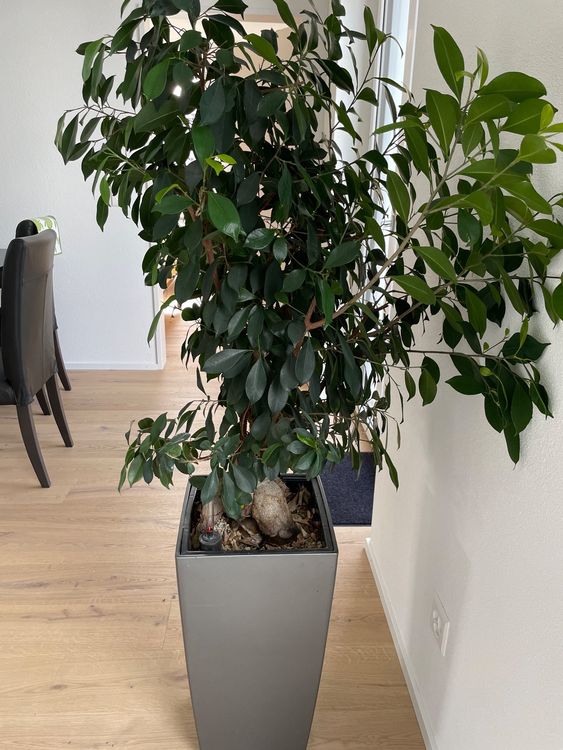 Ficus Benjamini im Topf (Gebraucht) in für CHF 60 – nur Abholung auf ...