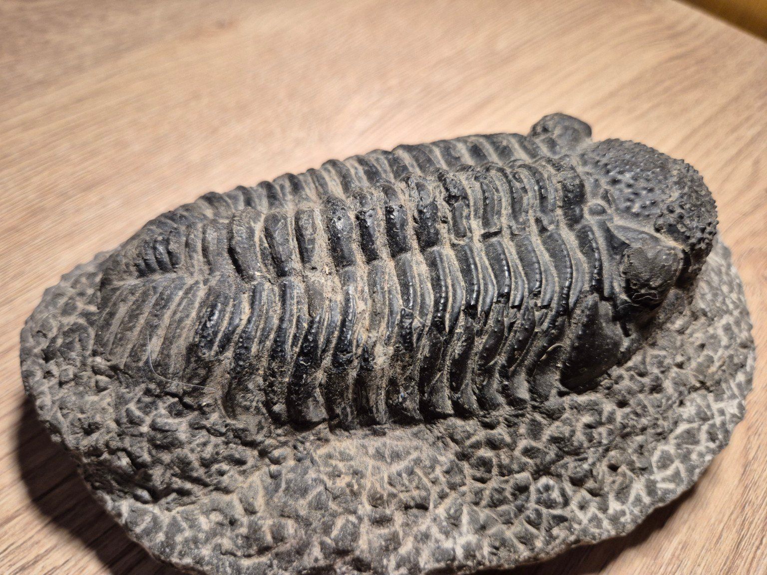 Trilobite fossile sur gangue – pièce naturelle (D'occasion) à Sugnens ...