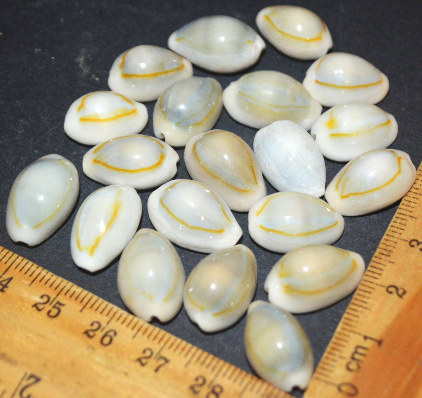 Deko Meer 034 – Muschel Set – 20 Stück (Neu und originalverpackt) in ...