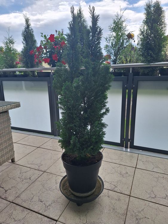Zypresse Baum im 31cm Topf (Gebraucht) in Zürich für CHF 20 – nur Abholung auf Ricardo kaufen