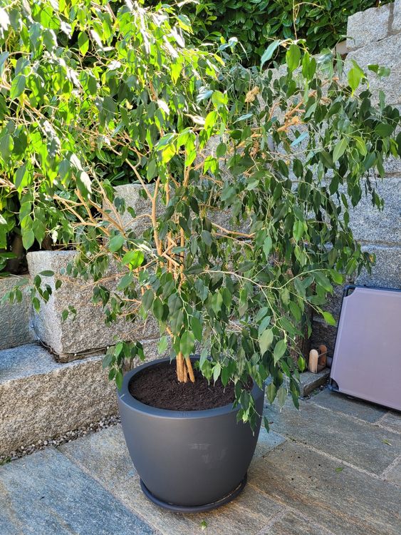 Schöner Ficus mit Topf für Wohnung oder Wintergarten | Kaufen auf Ricardo