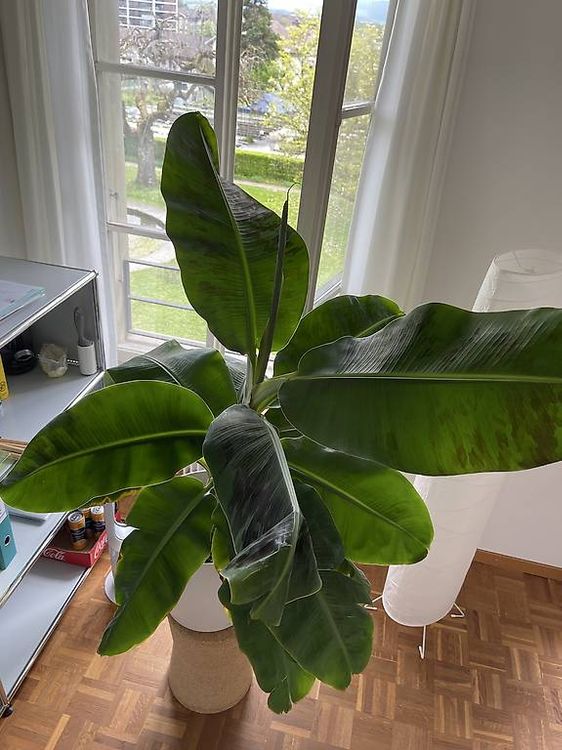Bananenbaum / Bananenpalme / Banane / Palme | Kaufen auf Ricardo
