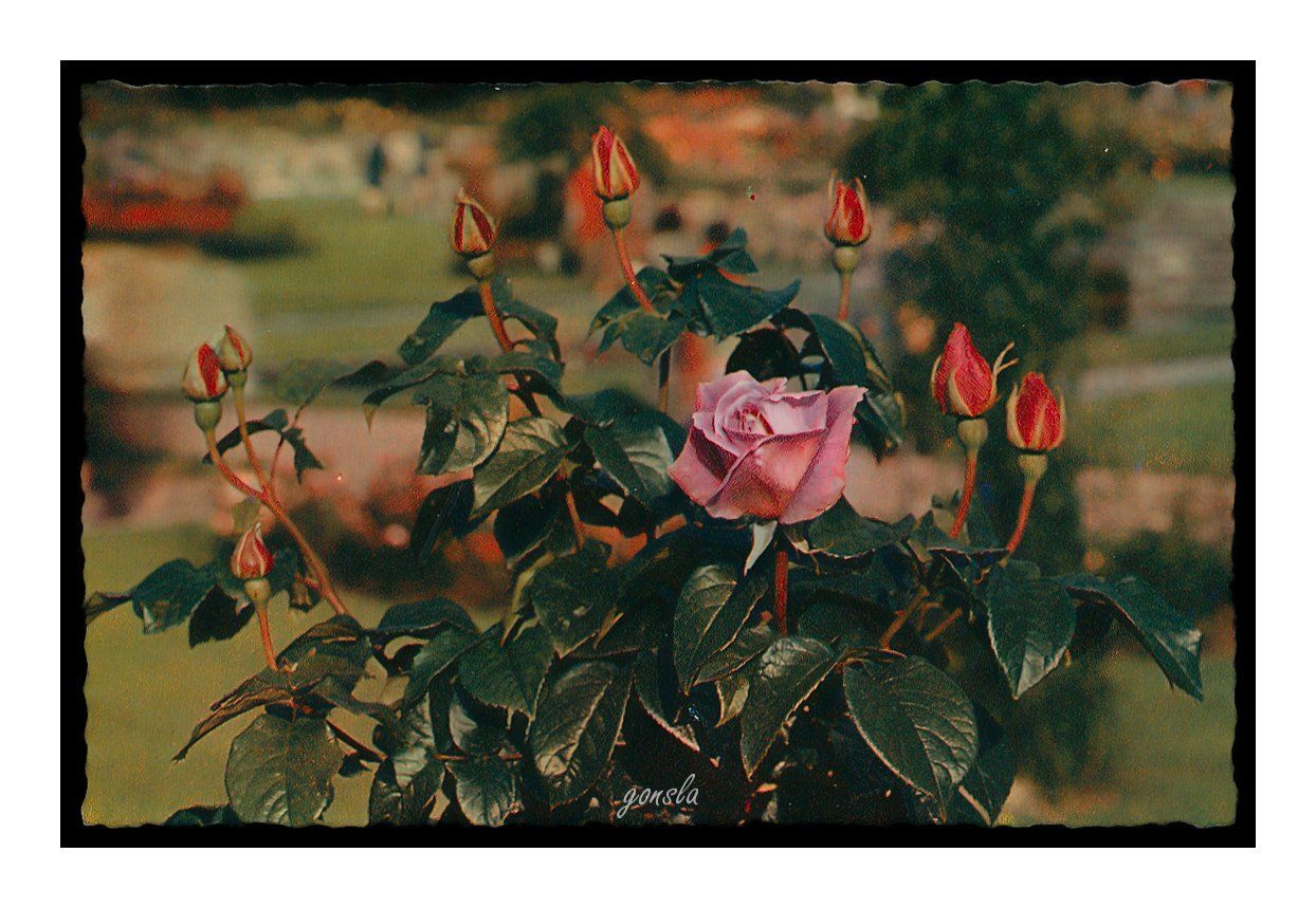 ROSIERS EN FLEURS - 1960 " Rose et Bourgeons" (D'occasion) à Onex pour ...