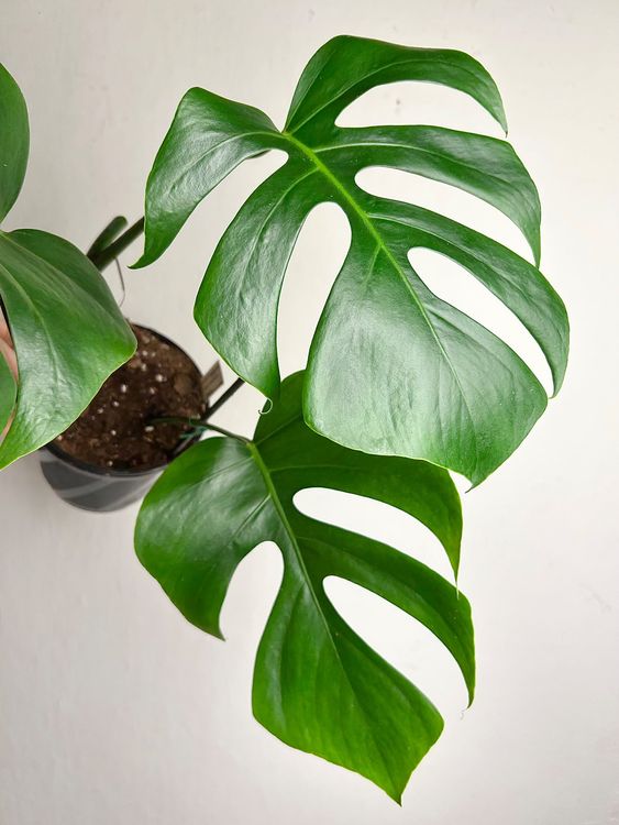 👁️ RARE MONSTERA VAR. SIERRANA MEXICAN FORM TOP PREIS! | Kaufen auf Ricardo