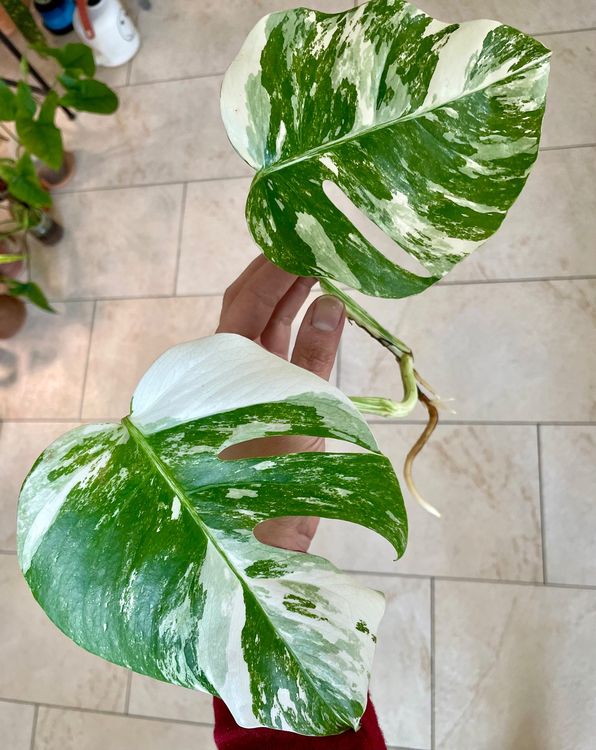 Monstera Deliciosa Variegata Samen