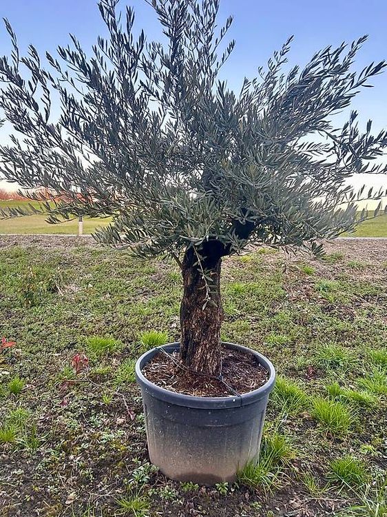 Olivenbaum "El corto II" (Gebraucht) in Zuckenriet für CHF 580 – nur Abholung auf Ricardo kaufen