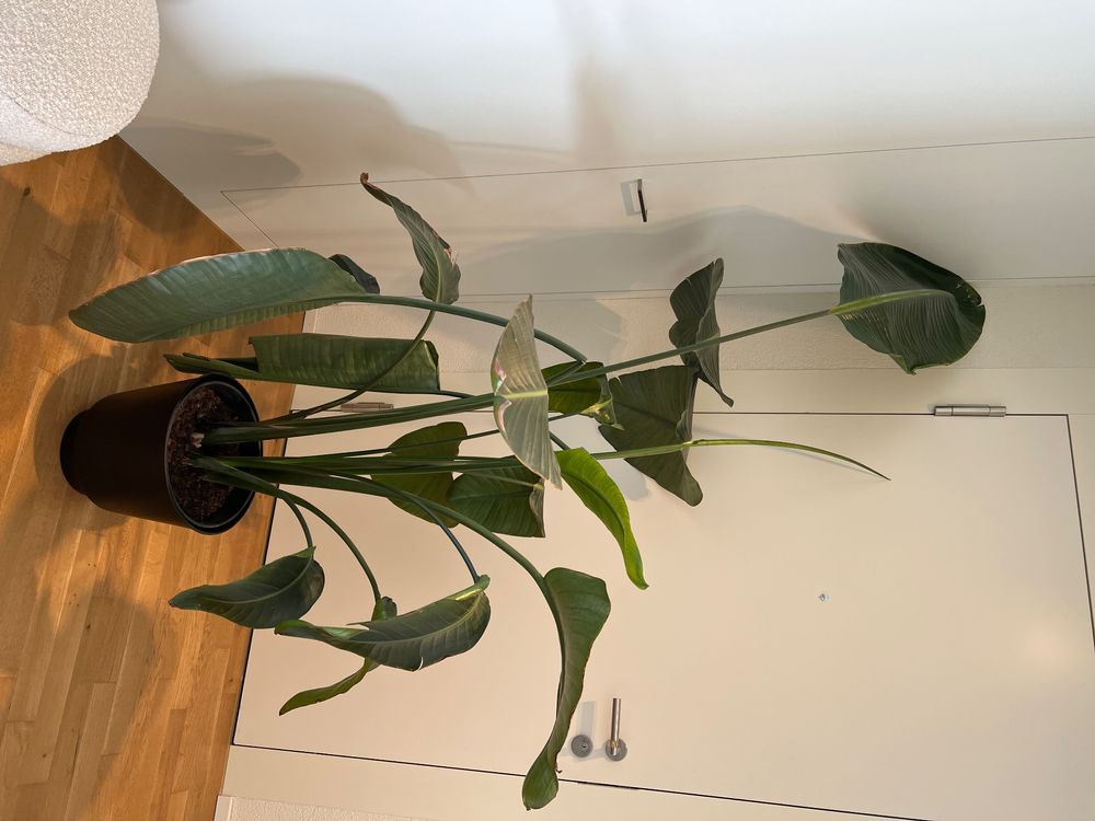 Strelitzie (Gebraucht) in Altendorf für CHF 38 – nur Abholung auf Ricardo kaufen