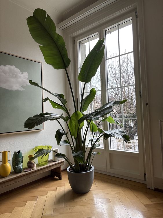 Riesige Paradiesvogelblume / Strelitzie Nicolai (Gebraucht) in Zug für CHF 110 – nur Abholung ...