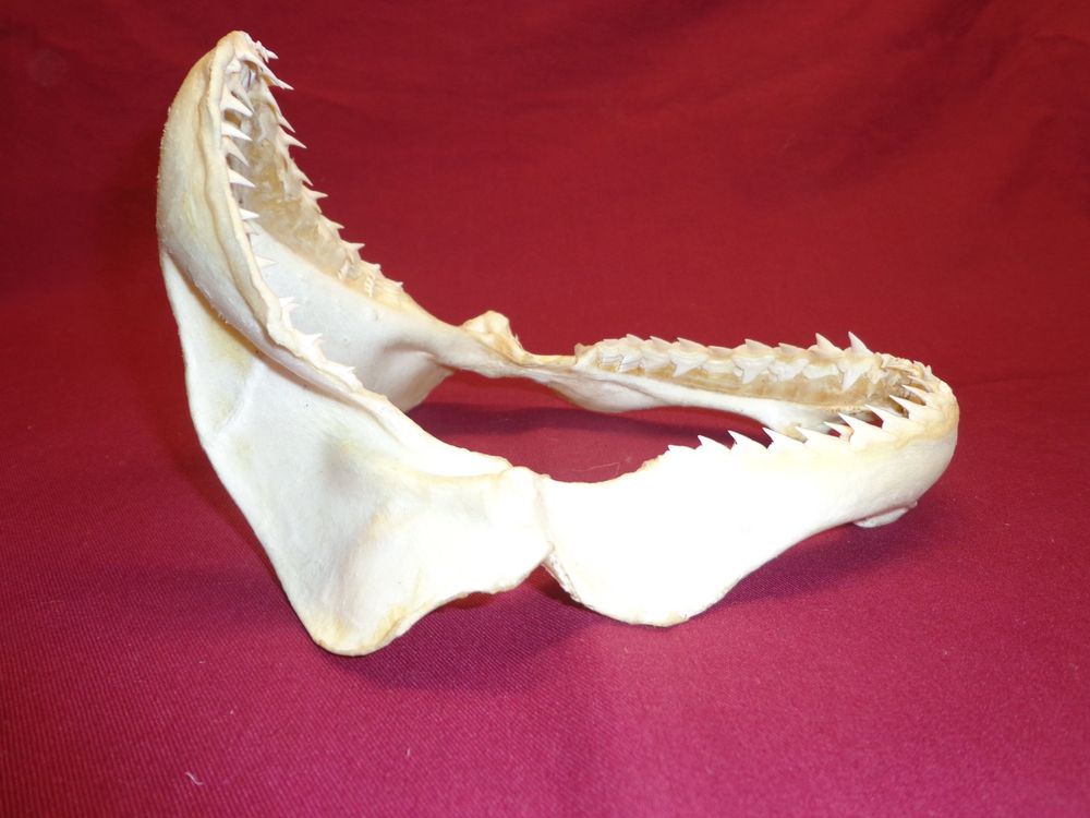 Hai Gebiss, Schädel, Zähne, Dekoration | Kaufen auf Ricardo