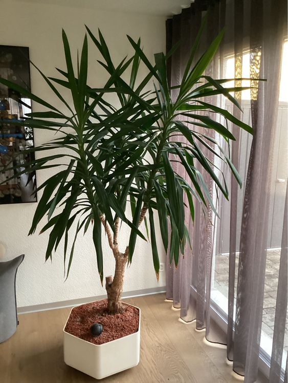 Grosse Yucca Palme Zimmerpflanze ca. 180cm hoch inkl. Topf | Kaufen auf Ricardo