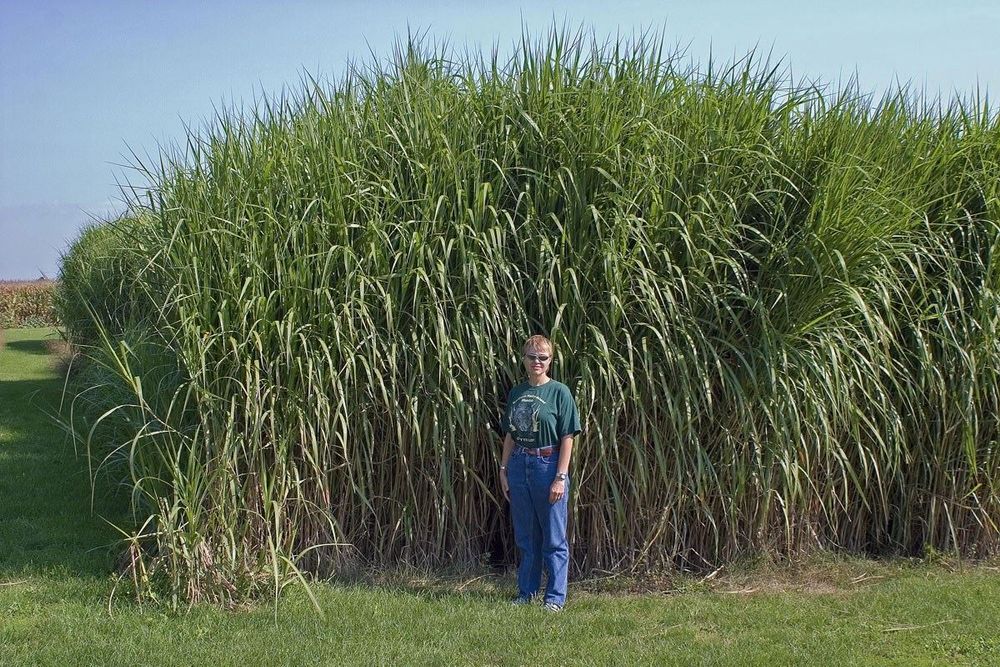 Miscanthus giganteus PLANT (Neuf avec emballage d'origine) à Bremblens ...