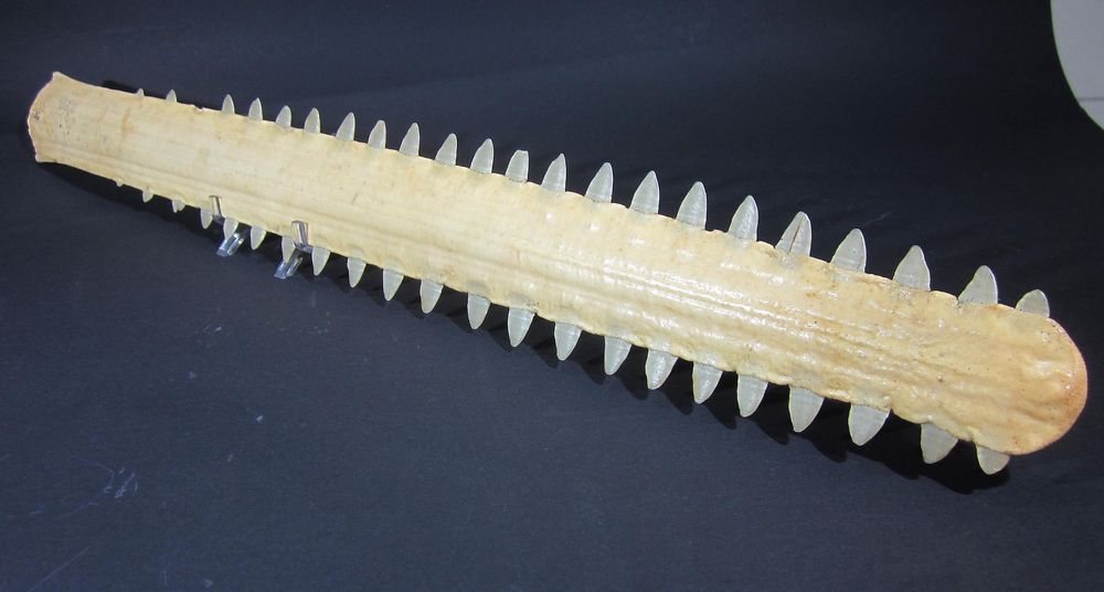 Säge eines Sägefisch oder Sägerochen (Gebraucht) in Ottikon für CHF 120 ...