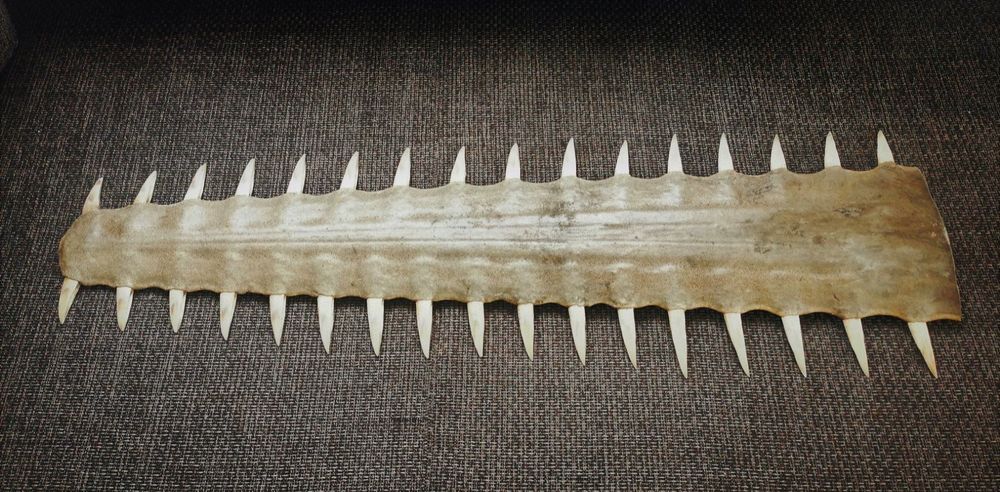 Sägerochen Schwertfisch Antik Fossil OK! Knochenfisch, Zähne (Gebraucht ...