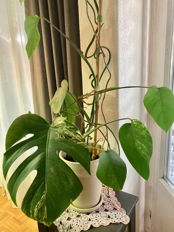 Monstera variegata 135cm | Kaufen auf Ricardo