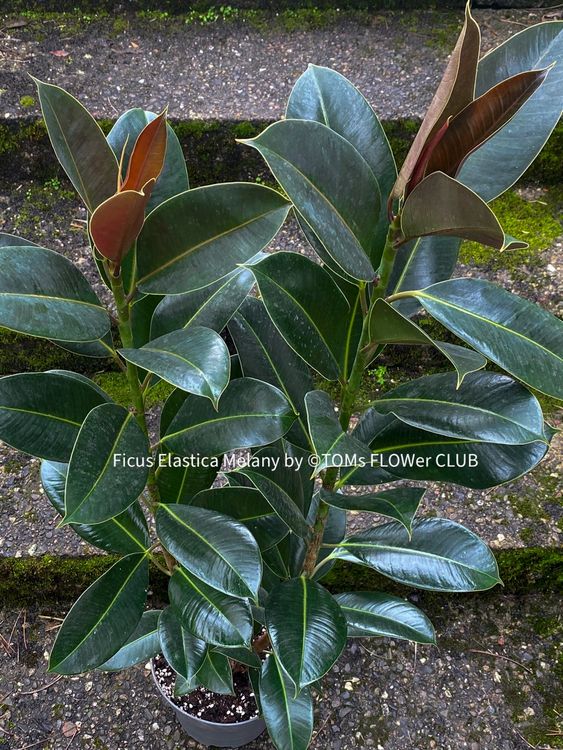 Ficus Elastica Melany 90-100cm (Neu (gemäss Beschreibung)) in Adliswil ...
