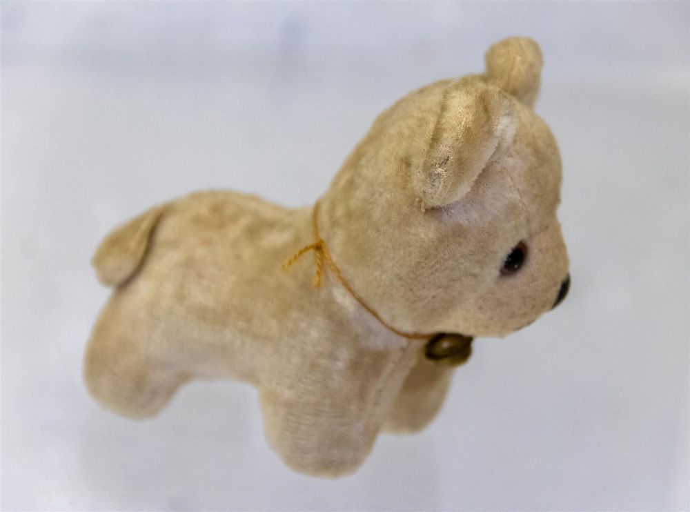 Kleiner Teddy auf vier Beinen | Kaufen auf Ricardo