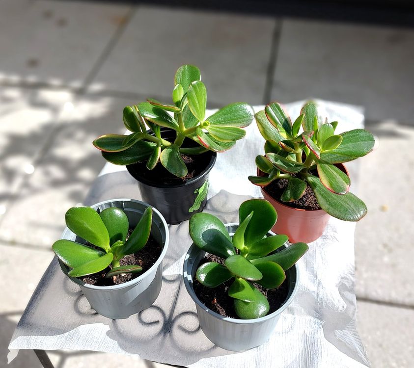 1 bewurzelter und robuster Geldbaum oder ein Agave Setzling (Neu ...