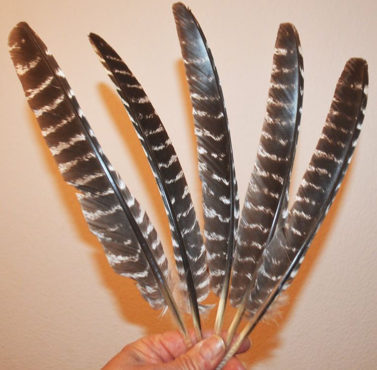 Deko Federn 676 – 30 bis 40 cm – Truthahn - 5 Stück (Neu und originalverpackt) in Goldiwil (Thun ...