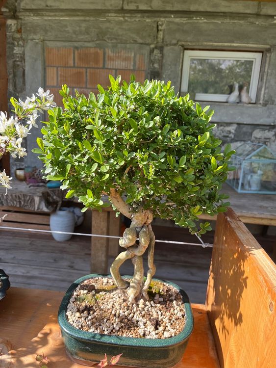 Ligustrum japonicum 27 Jahre Neagari Wurzelform | Kaufen auf Ricardo