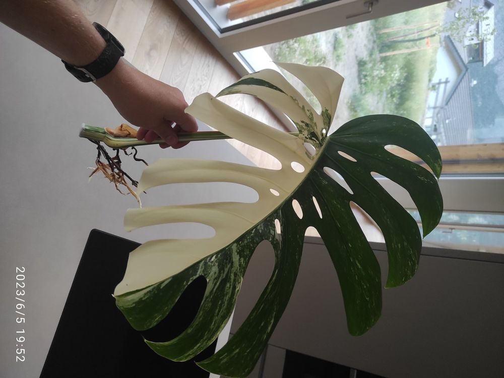 Doppelpack Monstera Deliciosa Variegeta schöner Weissanteil (Neu ...
