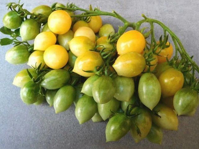 Tomate 💛 Barry's Crazy Cherry, Massenträger, 10 Bio Samen (Neu und ...