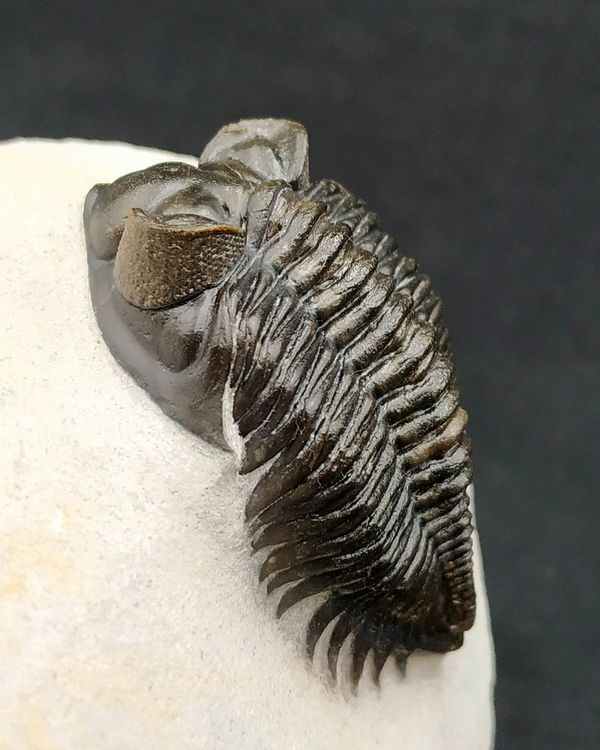 Große schöne Trilobite - Auf Matrix - Coltraneia oufatenensi (Gebraucht ...