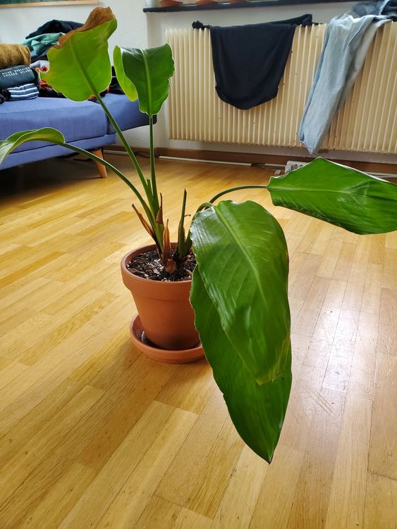 Strelitzie | Kaufen auf Ricardo