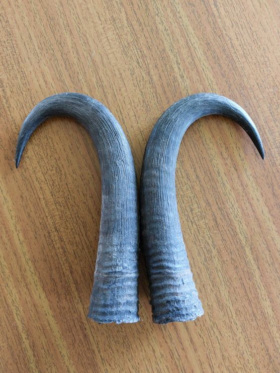 1Paar Gemshörner (Gebraucht) in Thörigen für CHF 12 – mit Lieferung auf ...