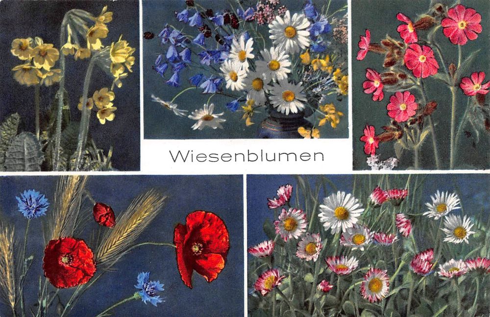 Wiesenblumen, E. Gyger | Kaufen auf Ricardo