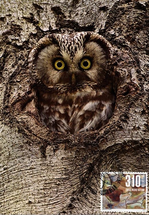 Maximumkarte Naturmuster - Baumrinde | Kaufen auf Ricardo