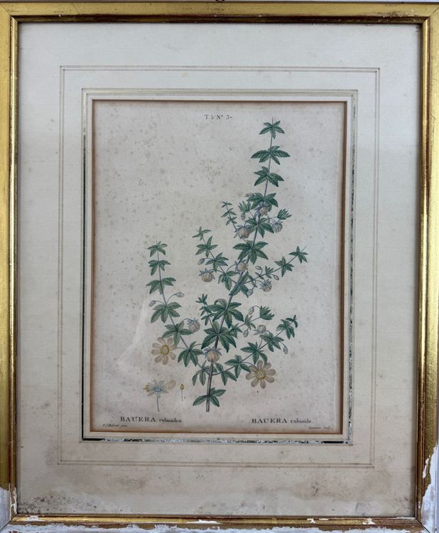 Antiker Stich/ Litho botanisch Blumenbild (Gebraucht) in Neuhausen am Rheinfall für CHF 10 – mit ...