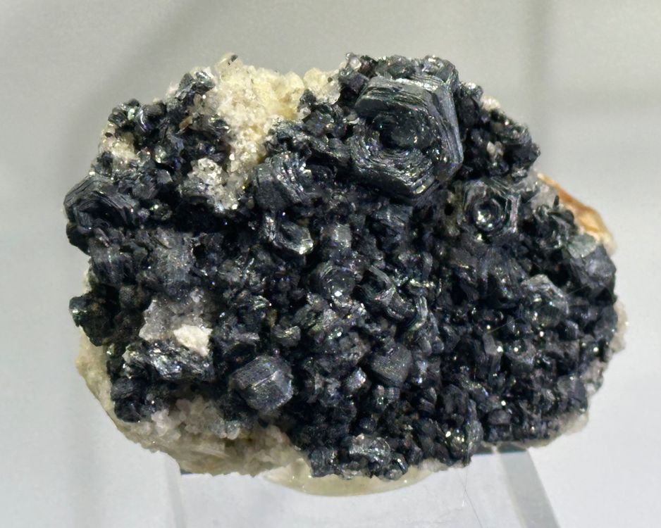 Eisenrose Monte Prosa (Gebraucht) in Oberuzwil für CHF 95 – mit Lieferung auf Ricardo kaufen