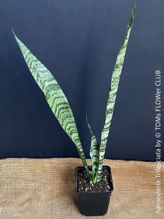 Sansevieria Trifasciata - "Schwiegermutterzunge" - 100% Bio (Neu (gemäss Beschreibung)) in ...
