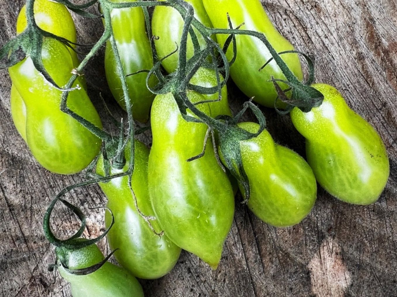 💚 🥇 Dancing Green Fingers, Gewinner an versch.Wettbewerben (Neu und ...