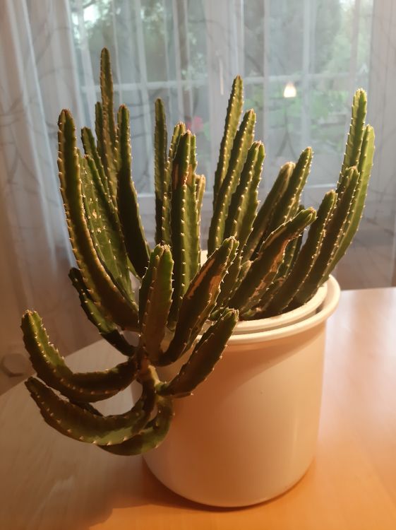 Sukkulente, Zimmer-Kaktus, Stapelia grandiflora (Aasblume) (Gebraucht) in Effretikon für CHF 25 ...