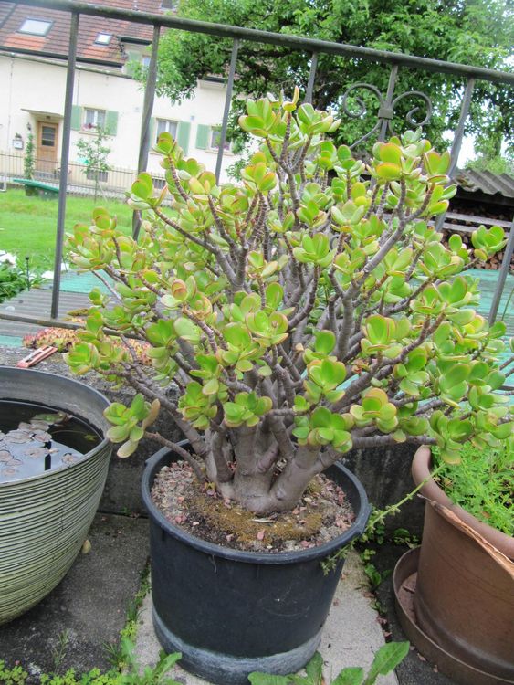 Geldbaum Crassulo ovata (Gebraucht) in Rupperswil für CHF 30 – nur ...
