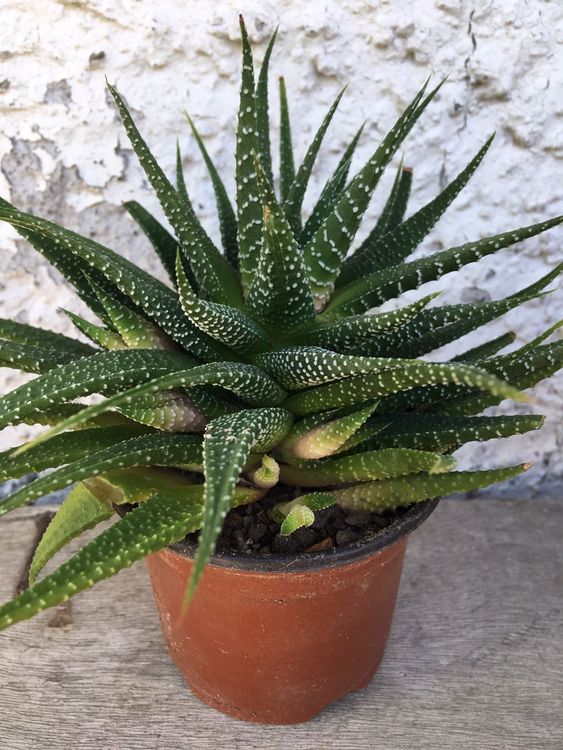 Haworthiopsis attenuata var. Radula (Neu und originalverpackt) in Adliswil für CHF 13 – mit ...