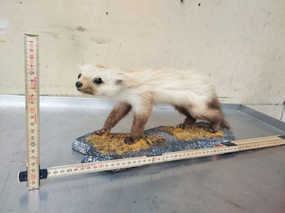 Marder Präparat ab 1.- (Gebraucht) in Wettingen für CHF 65 – mit Lieferung auf Ricardo kaufen