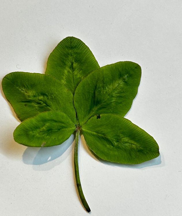 Fünfblättriges Kleeblatt | Kaufen auf Ricardo