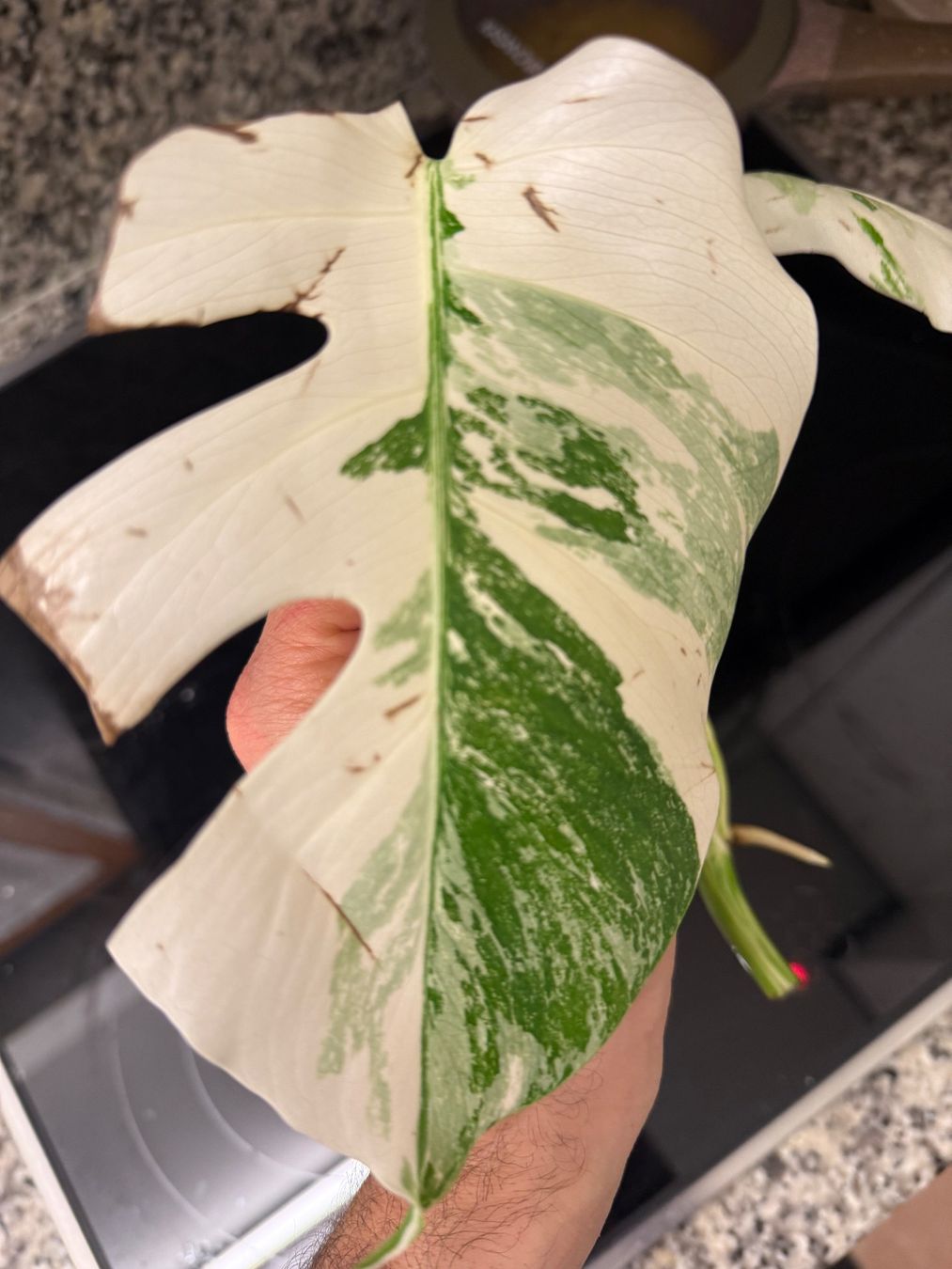 Luxus Monstera Variegata Samen Bild