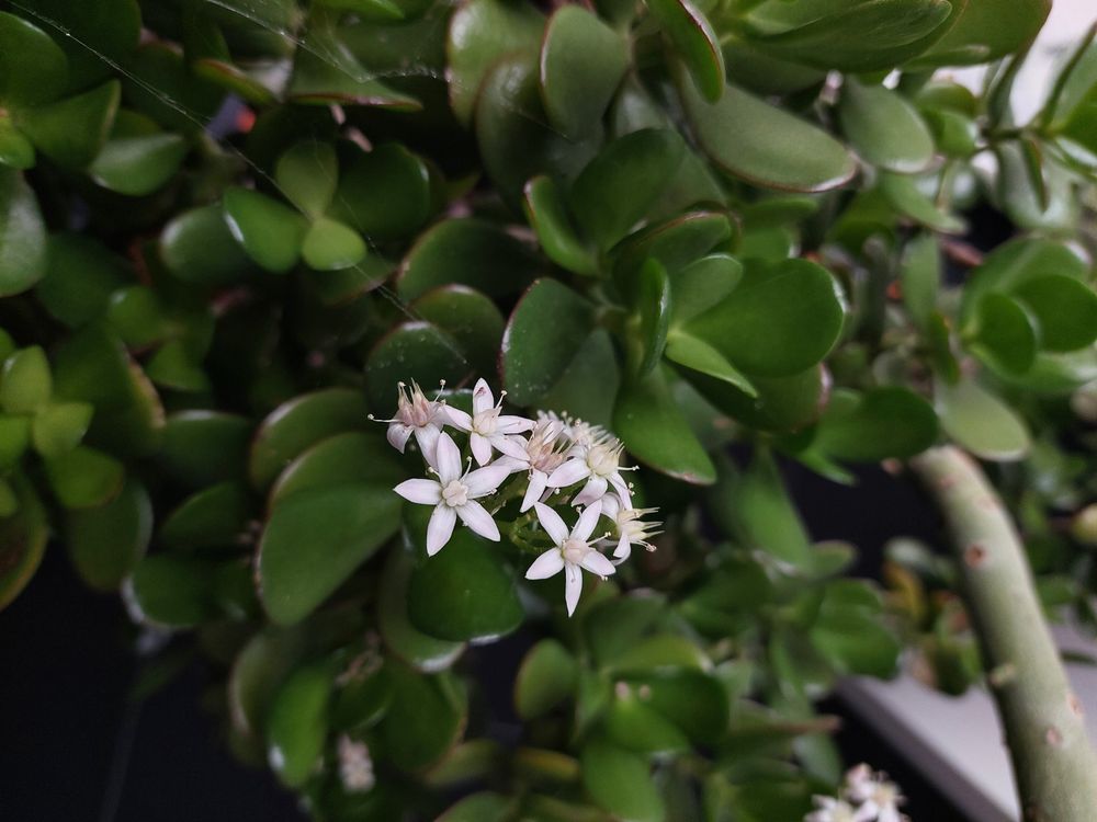 Geldbaum, 12 Jahre alt, ca 50 cm gross (Neu (gemäss Beschreibung)) in ...