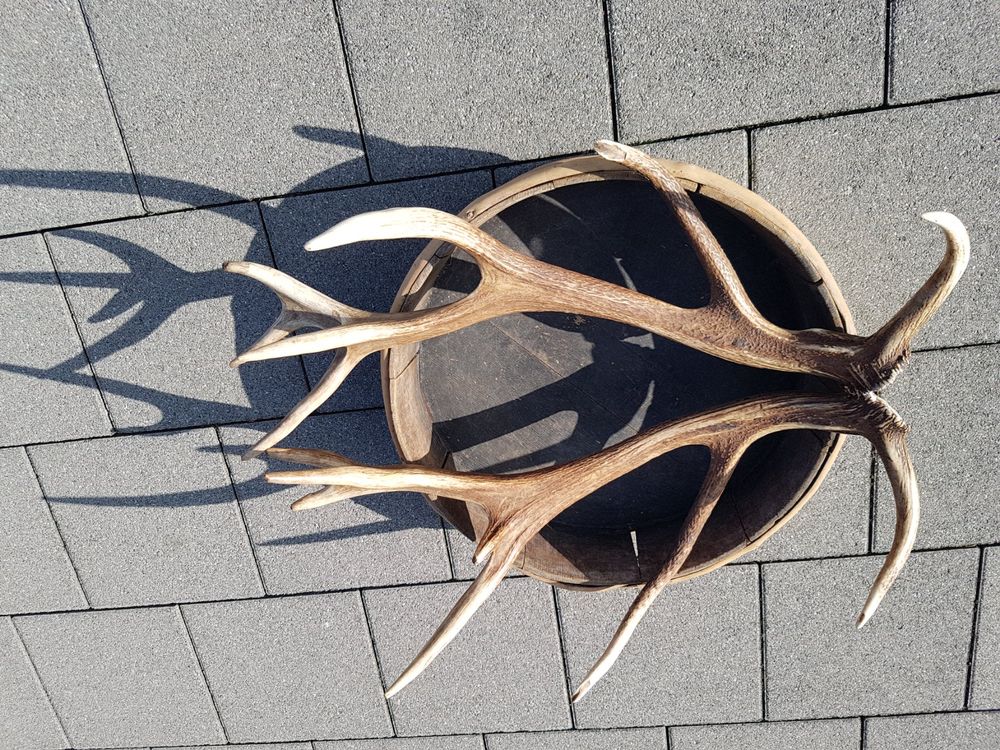 Hirschstangen (Gebraucht) in Luzern für CHF 160 – nur Abholung auf ...